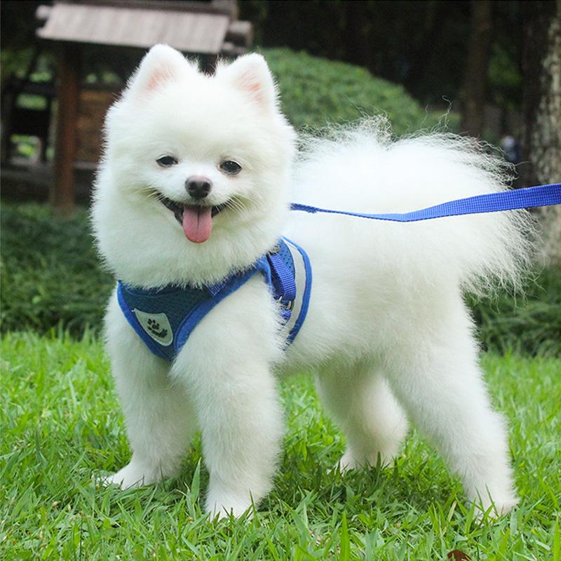 Pet Reflective Chest Strap – luckinwish